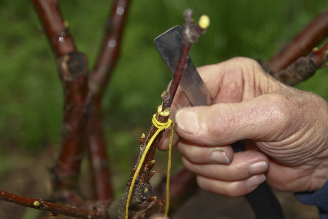 Cherry_tree_grafting_3 | Garden lovers