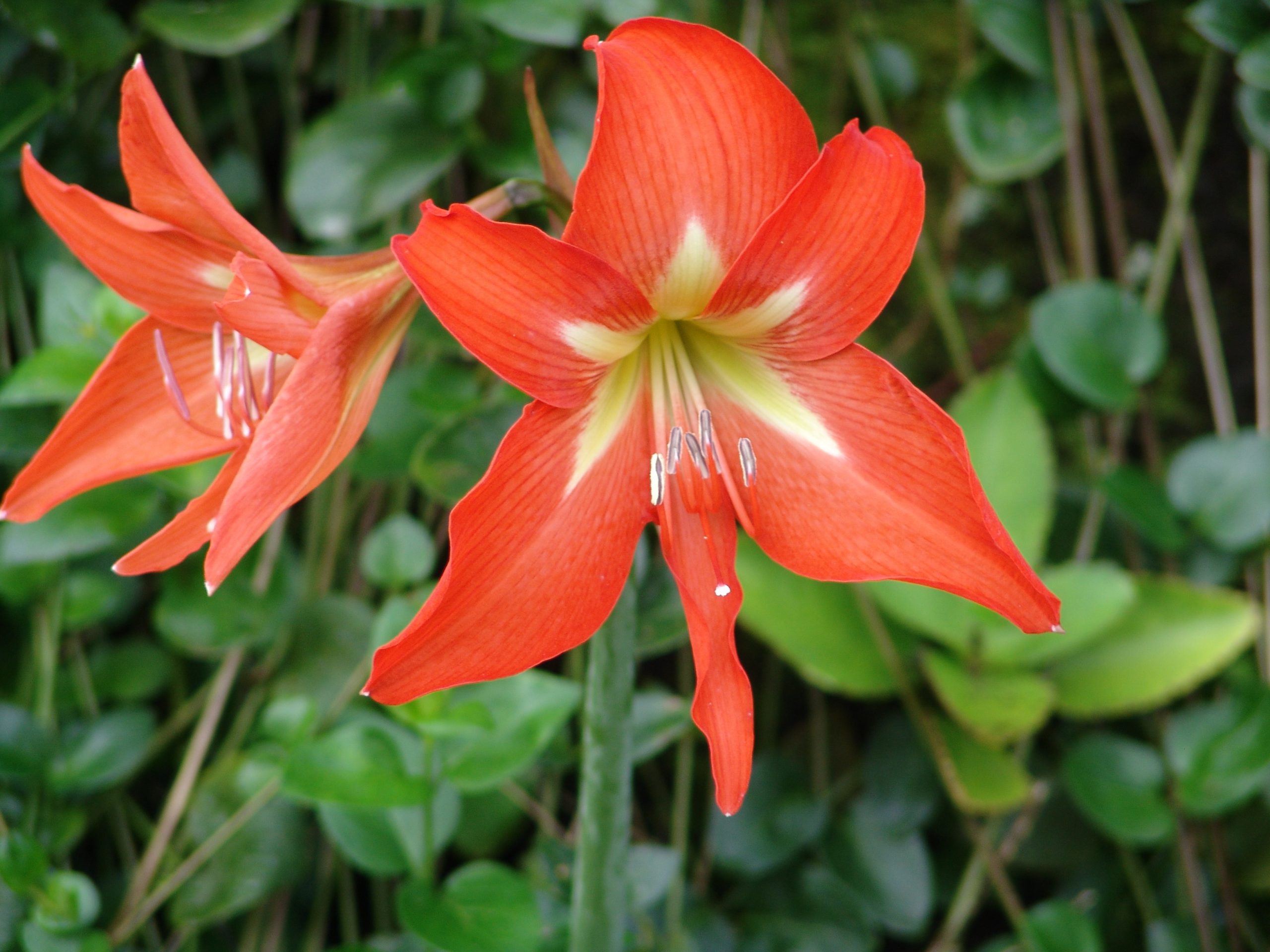 Hippeastrum | Garden lovers